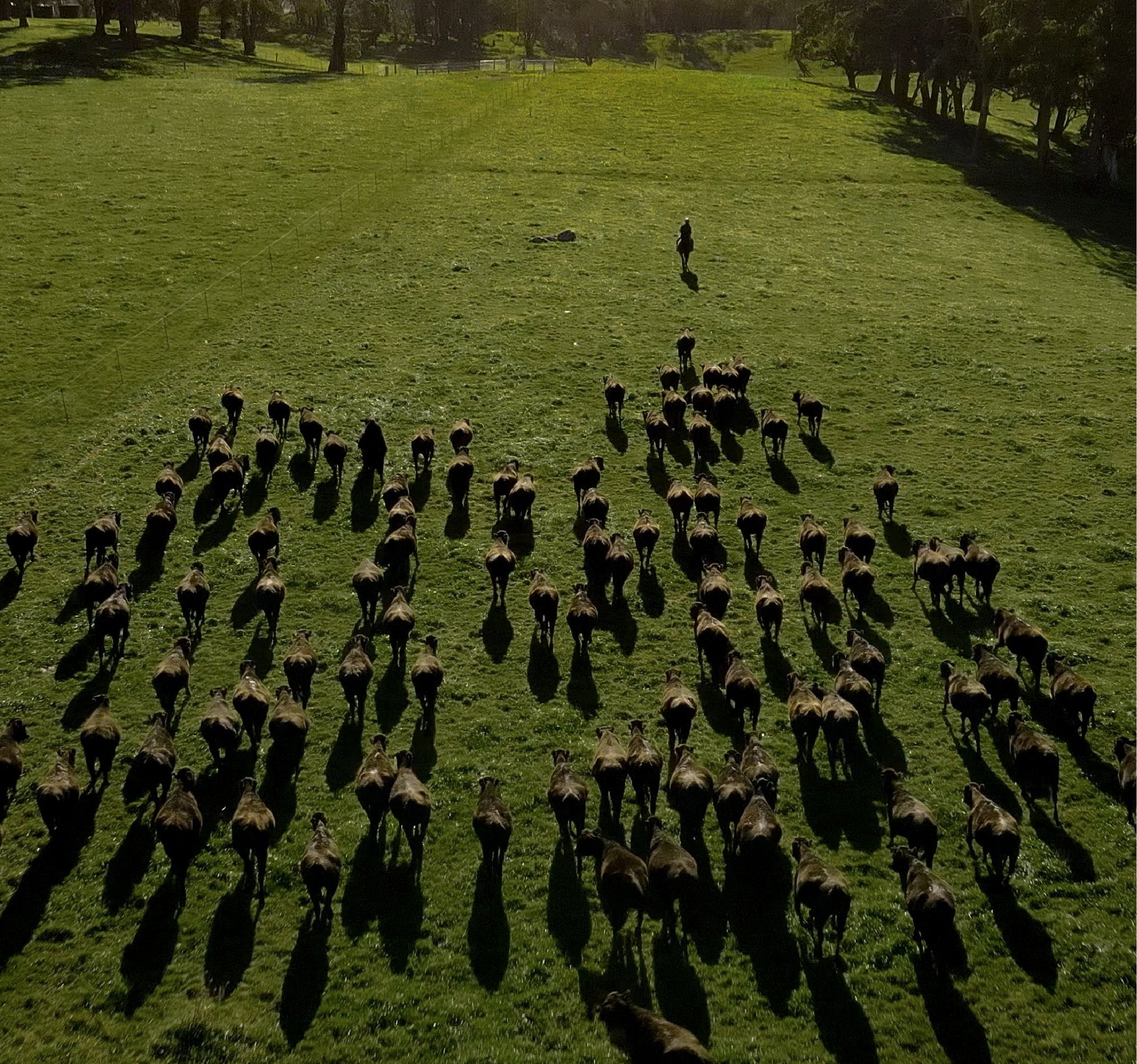 The Exquisite World of Australian Wagyu: Unveiling Fullblood, Purebred ...