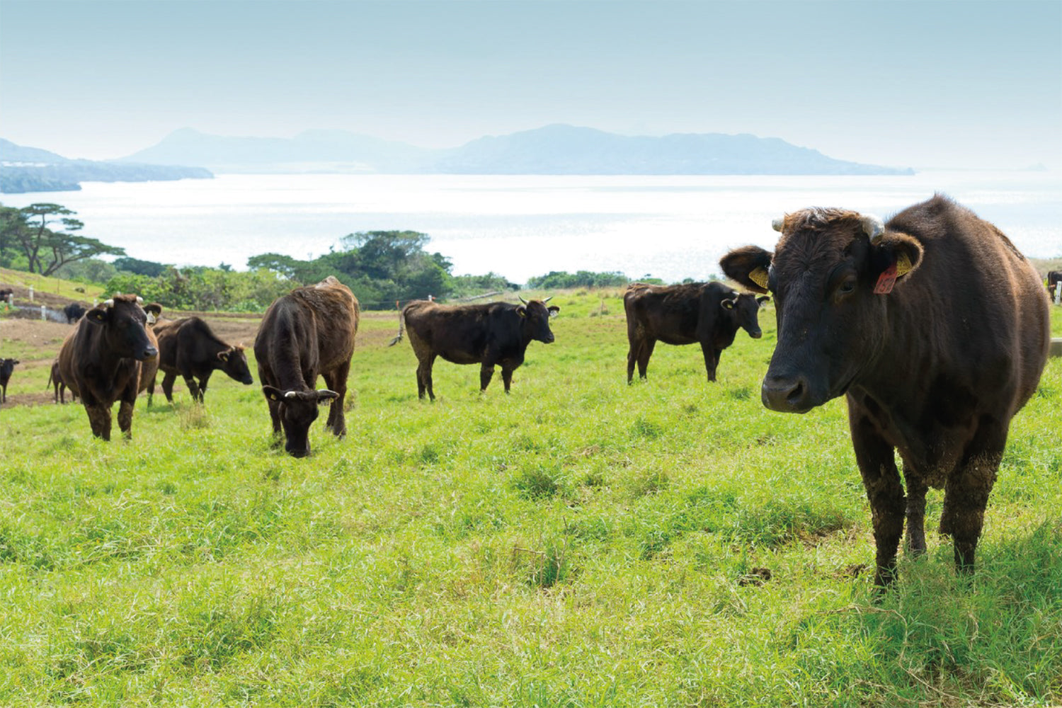 The Surprising Health Benefits of Japanese A5 Wagyu Beef (That No One ...
